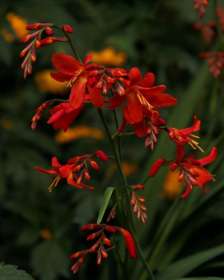 Top 62 Types of Plants With Red Flowers | Florgeous