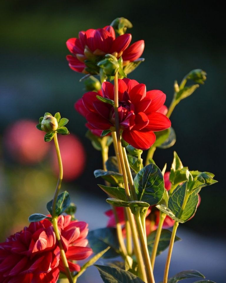 Top 62 Types of Plants With Red Flowers | Florgeous