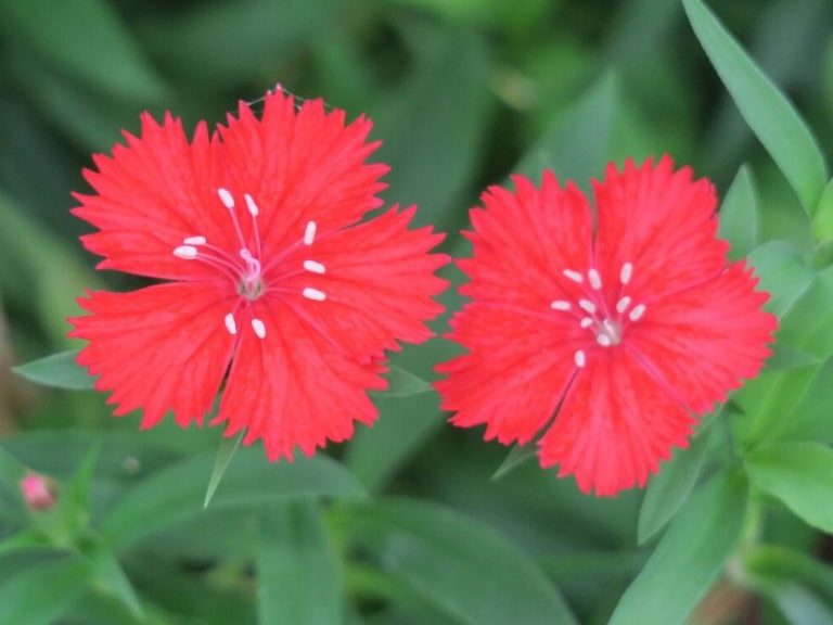 Top 62 Types of Plants With Red Flowers | Florgeous