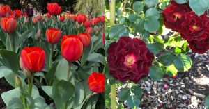 Top 62 Types of Plants With Red Flowers | Florgeous