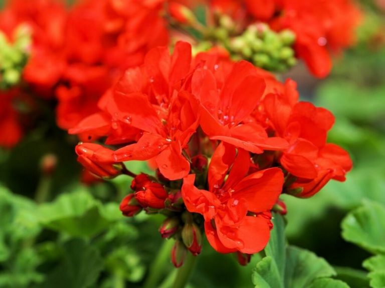 Top 62 Types of Plants With Red Flowers | Florgeous