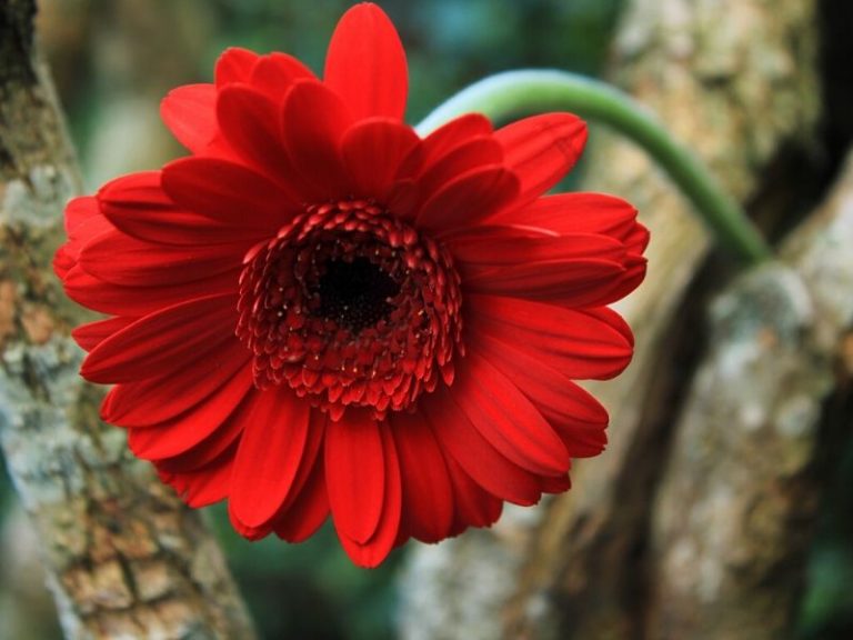 Top 62 Types of Plants With Red Flowers | Florgeous