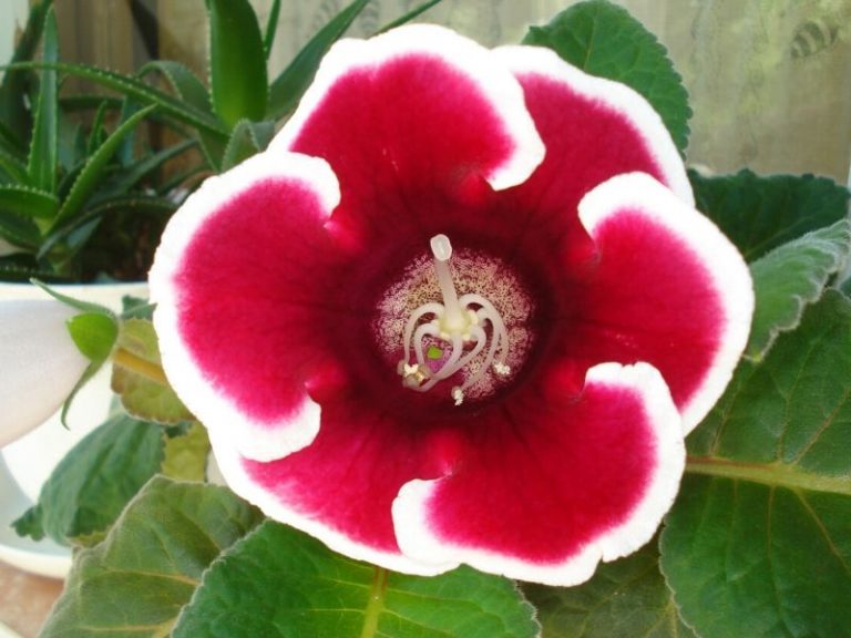 Top 62 Types of Plants With Red Flowers | Florgeous