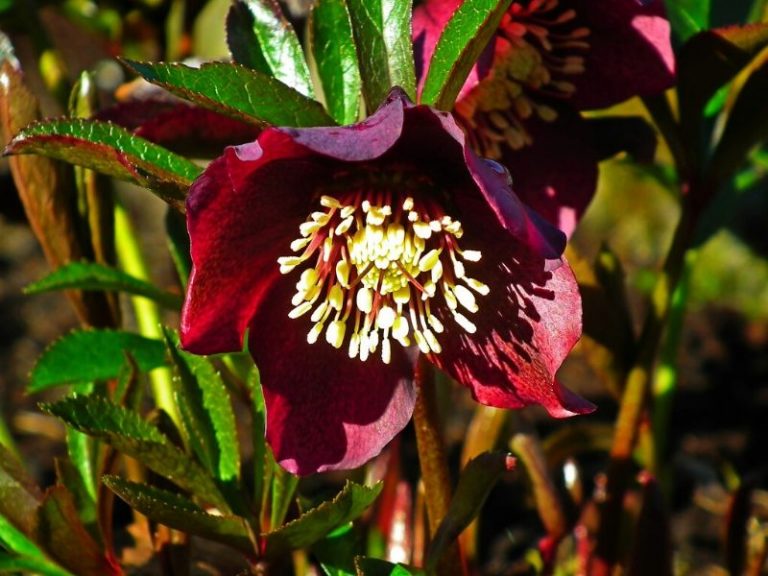 Top 62 Types of Plants With Red Flowers | Florgeous