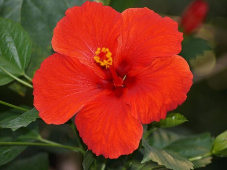 Top 62 Types of Plants With Red Flowers | Florgeous