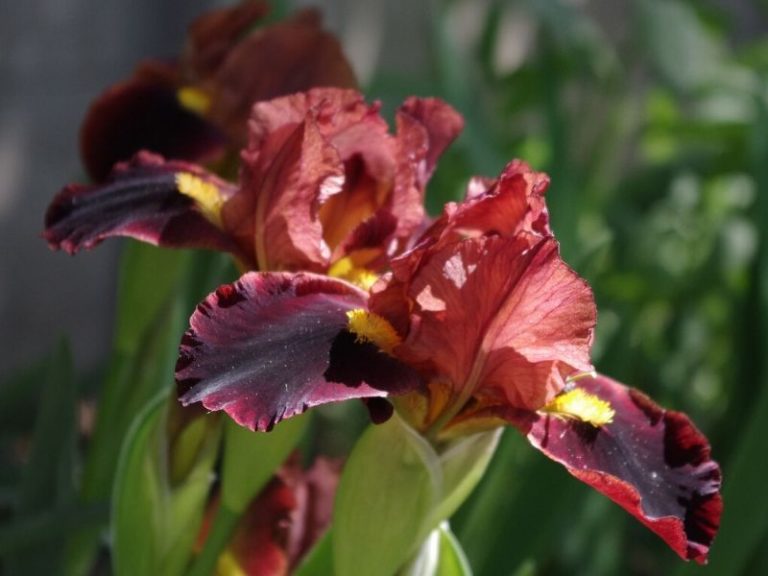 Top 62 Types of Plants With Red Flowers | Florgeous