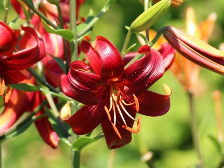 Top 62 Types of Plants With Red Flowers | Florgeous