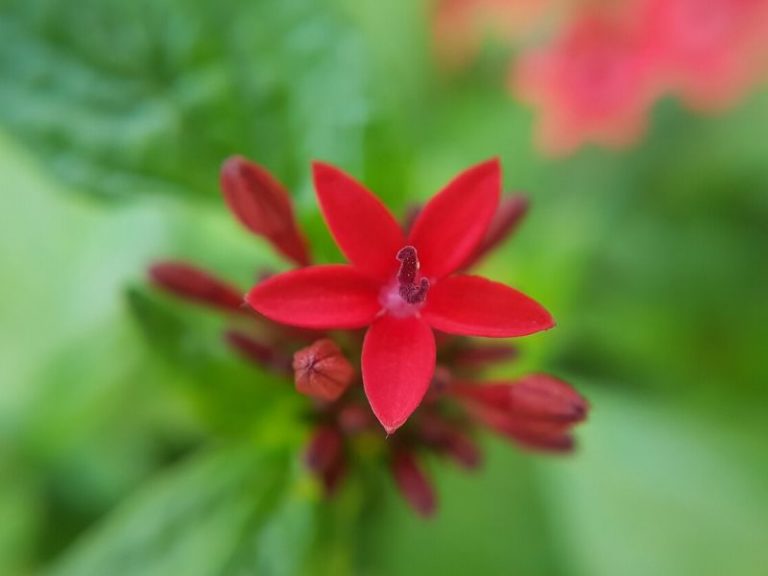 Top 62 Types of Plants With Red Flowers | Florgeous