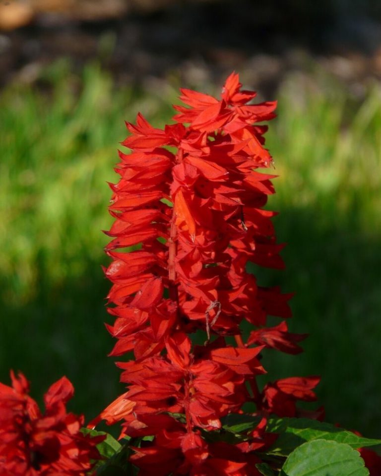 Top 62 Types of Plants With Red Flowers | Florgeous