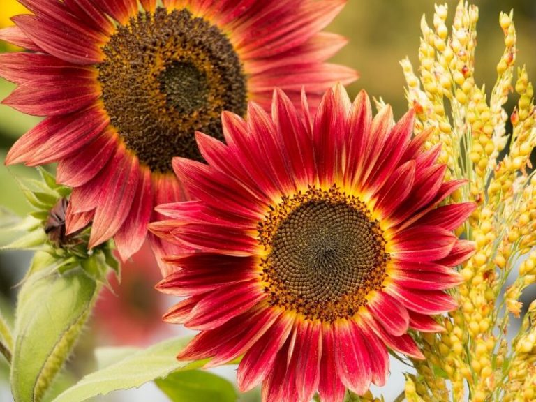 Top 62 Types of Plants With Red Flowers | Florgeous