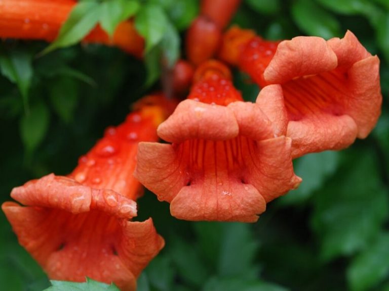 Top 62 Types of Plants With Red Flowers | Florgeous