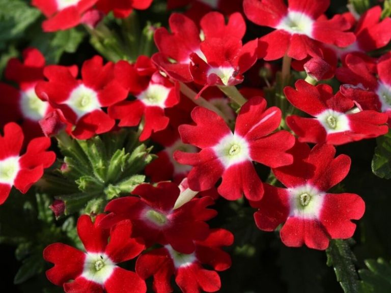 Top 62 Types of Plants With Red Flowers | Florgeous