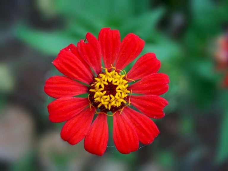 Top 62 Types of Plants With Red Flowers | Florgeous