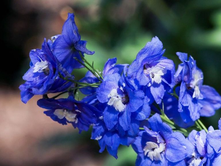 Delphiniums: Different Plant Varieties, How To Grow and Care | Florgeous