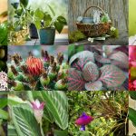 60 Best Beautiful Summer Flowers with Pictures | Florgeous