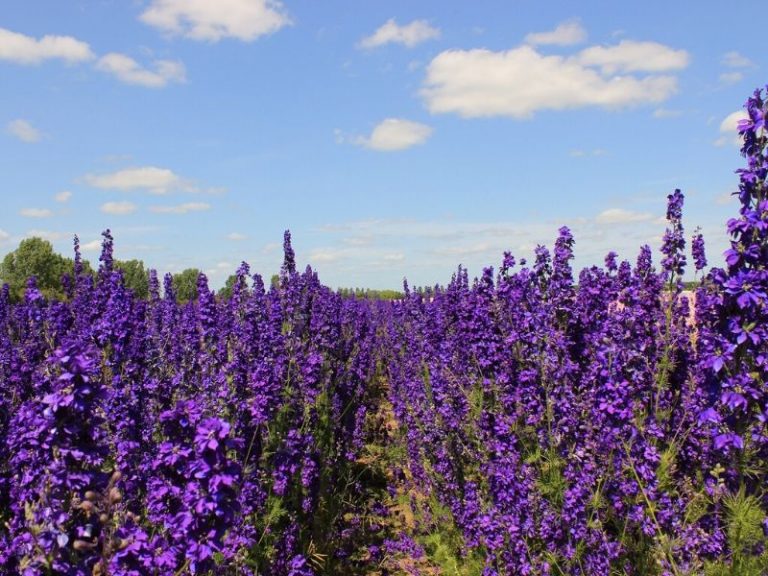 Delphiniums: Different Plant Varieties, How To Grow and Care | Florgeous