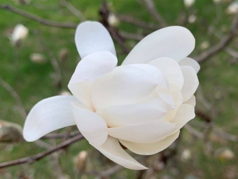 Magnolia Plants and Flowers: Different Types, How To Grow and Care ...