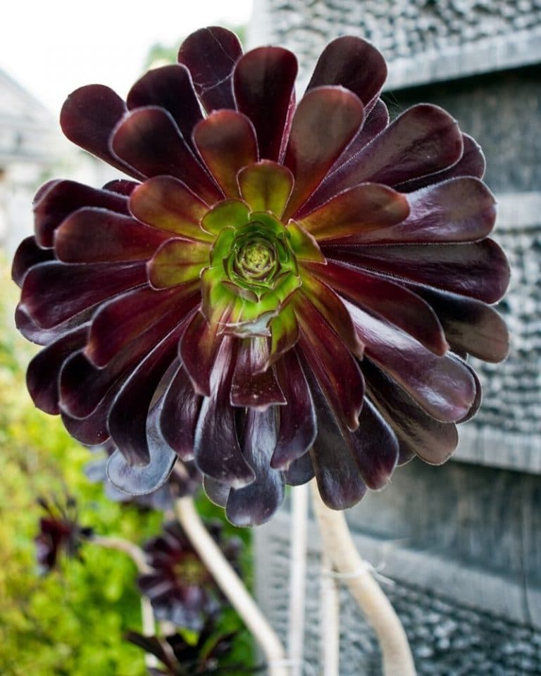 Top 27 Fascinating Black and Very Dark Flowers For Your Garden | Florgeous