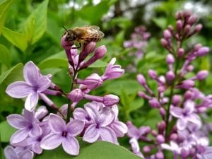 Lilac Flower Meaning: The Symbolism of This Fragrant Plant | Florgeous