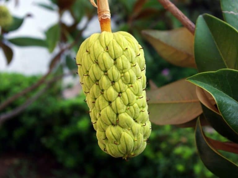 Magnolia Plants and Flowers: Different Types, How To Grow and Care ...