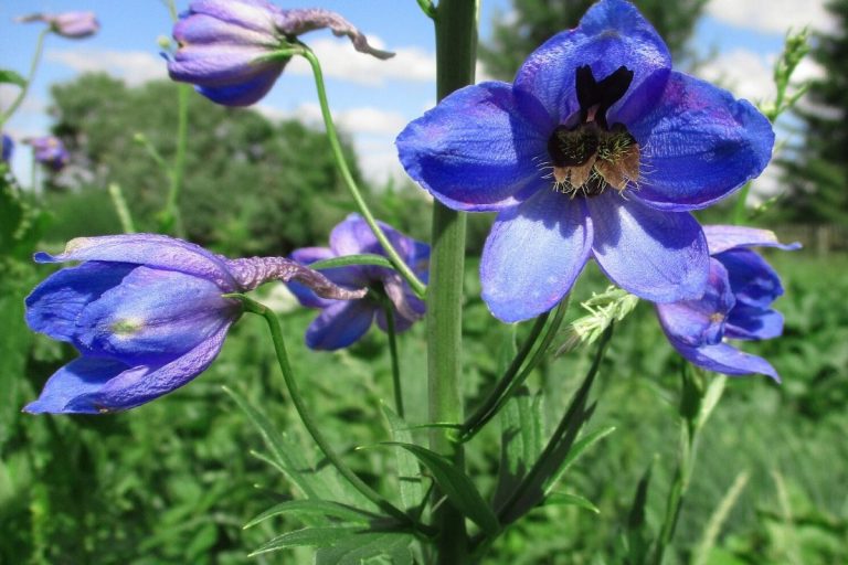 Delphiniums: Different Plant Varieties, How To Grow and Care | Florgeous
