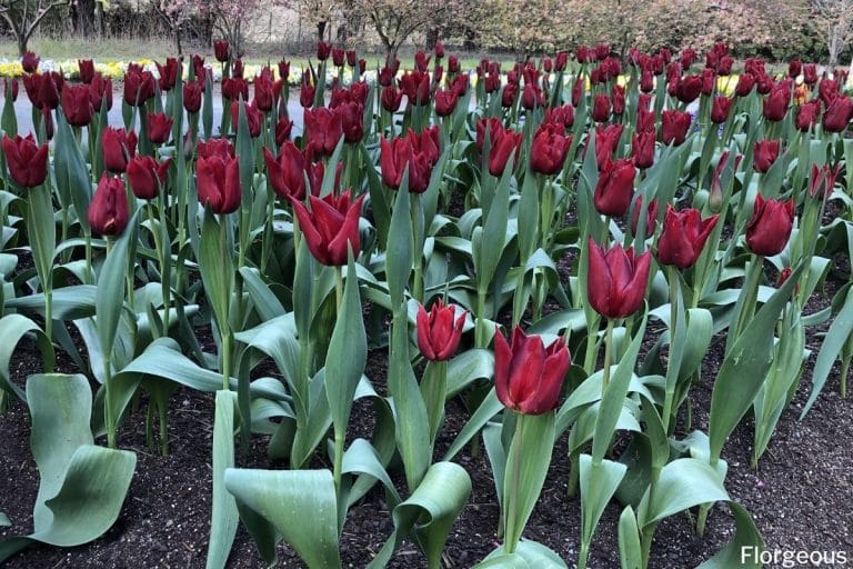 50 Tulip Types and Varieties, Divisions and Classifications | Florgeous