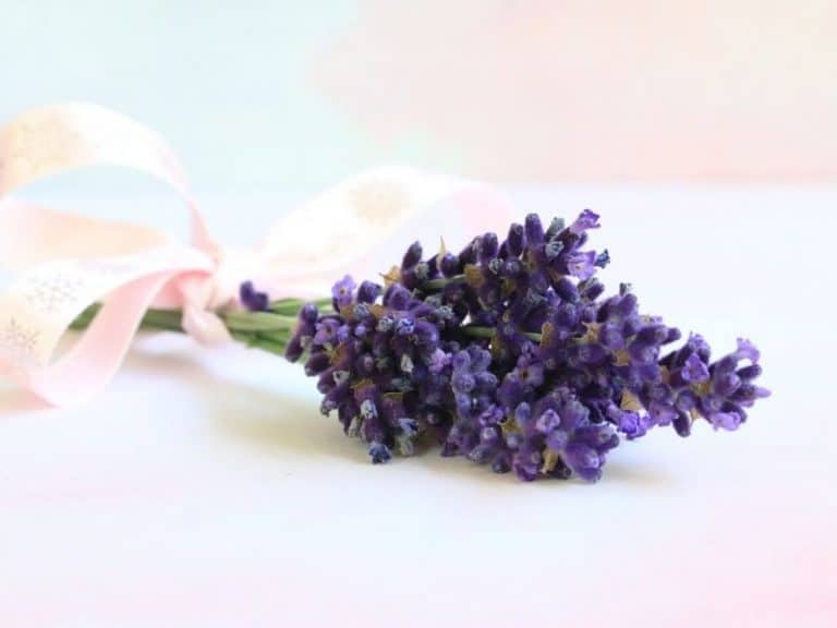 7 Types of Lavender Plants and 25 Varieties You Can Grow | Florgeous