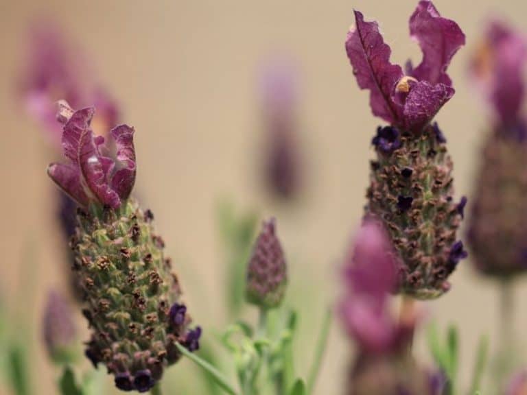 7 Types of Lavender Plants and 25 Varieties You Can Grow | Florgeous