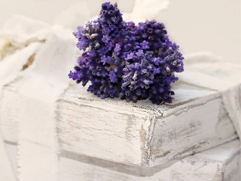 7 Types of Lavender Plants and 25 Varieties You Can Grow | Florgeous