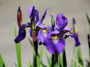 Irises: Flower Types, Plant Varieties, How To Grow and Care | Florgeous