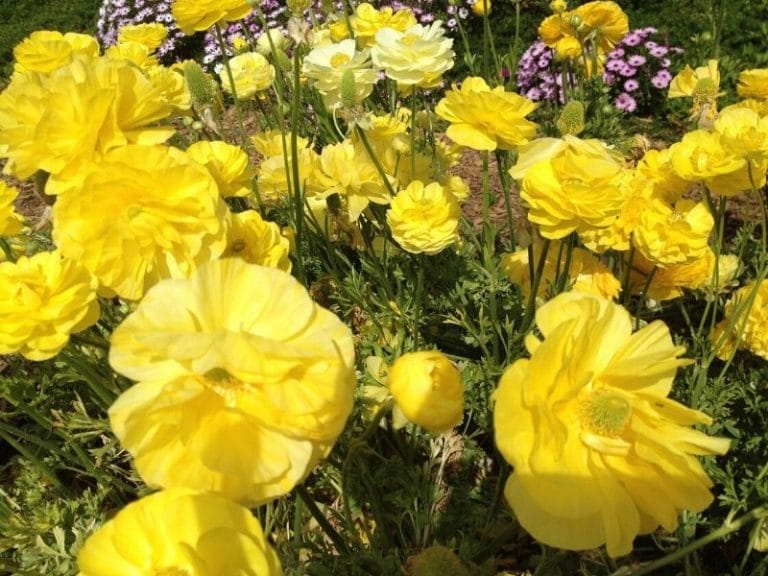 Ranunculus Flowers (Buttercup): Varieties, How To Grow and Care | Florgeous