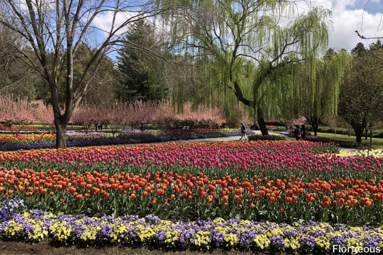 50 Tulip Types and Varieties, Divisions and Classifications | Florgeous