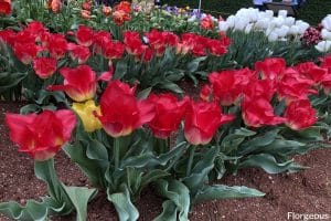 50 Tulip Types and Varieties, Divisions and Classifications | Florgeous