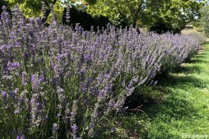7 Types of Lavender Plants and 25 Varieties You Can Grow | Florgeous