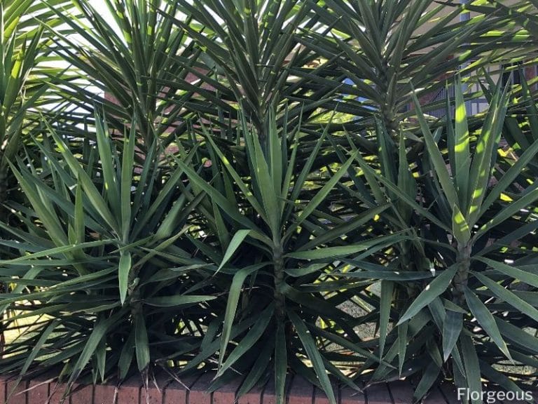 Yucca Plant: Different Types, How To Grow and Care | Florgeous