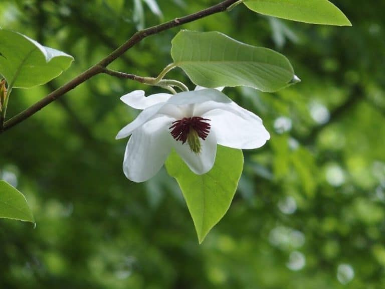 Magnolia Plants and Flowers: Different Types, How To Grow and Care ...