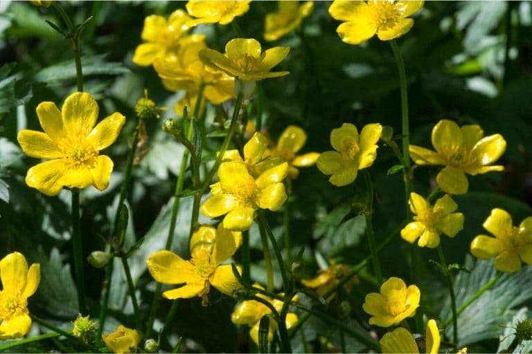 Ranunculus Flowers (Buttercup): Varieties, How To Grow and Care | Florgeous