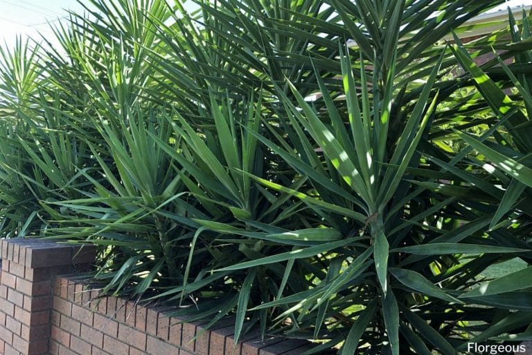 Yucca Plant: Different Types, How To Grow and Care | Florgeous