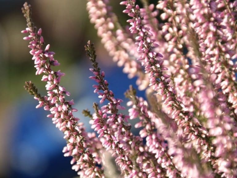 Heather and Heath Flowers: What Are the Different Types? | Florgeous
