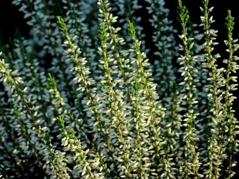 Heather and Heath Flowers: What Are the Different Types? | Florgeous