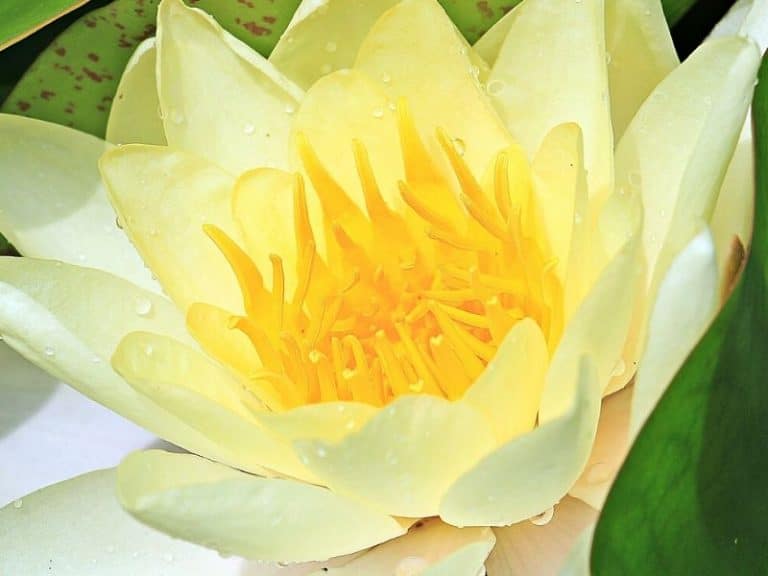 Water Lilies: Different Varieties and Flower Colors