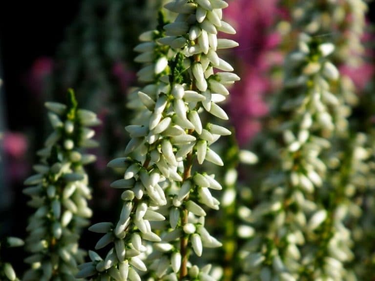 Heather and Heath Flowers: What Are the Different Types? | Florgeous