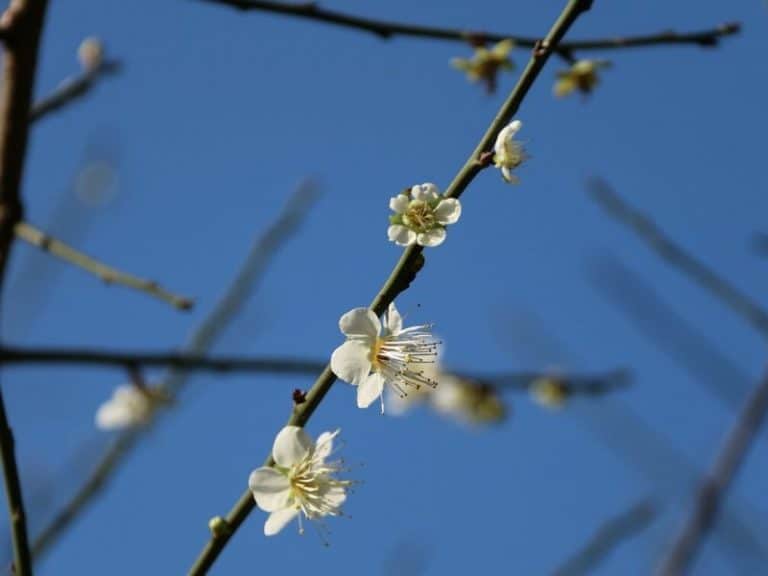 Top 12 Chinese Flowers And Their Meanings | Florgeous