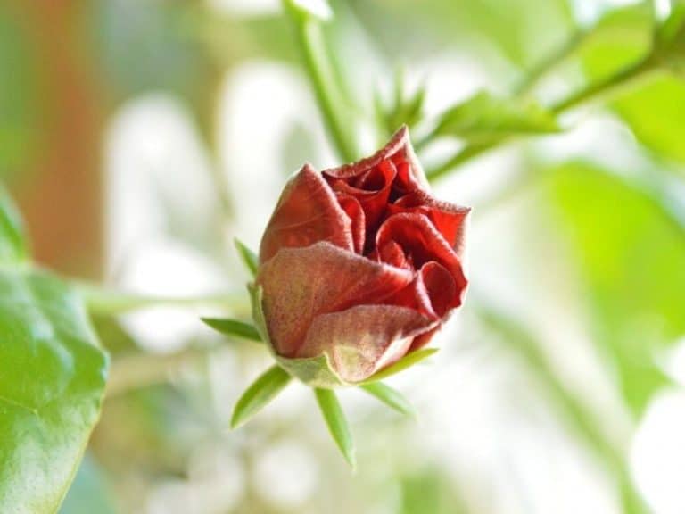 Top 12 Chinese Flowers And Their Meanings | Florgeous