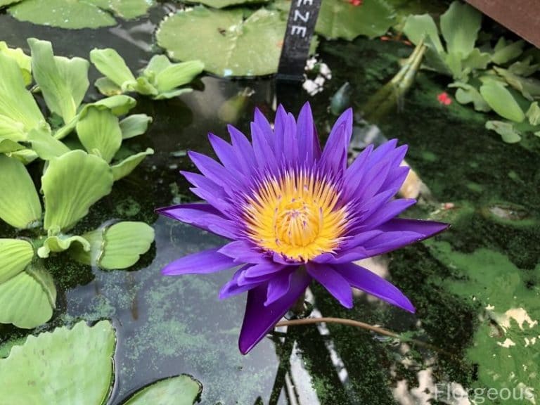 Water Lilies: Different Varieties and Flower Colors