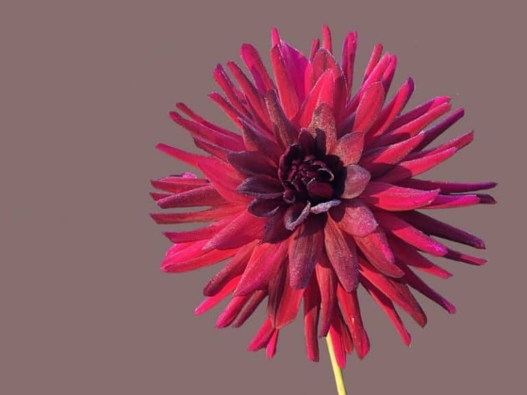 Dahlia Flowers: How To Plant, Grow and Care | Florgeous