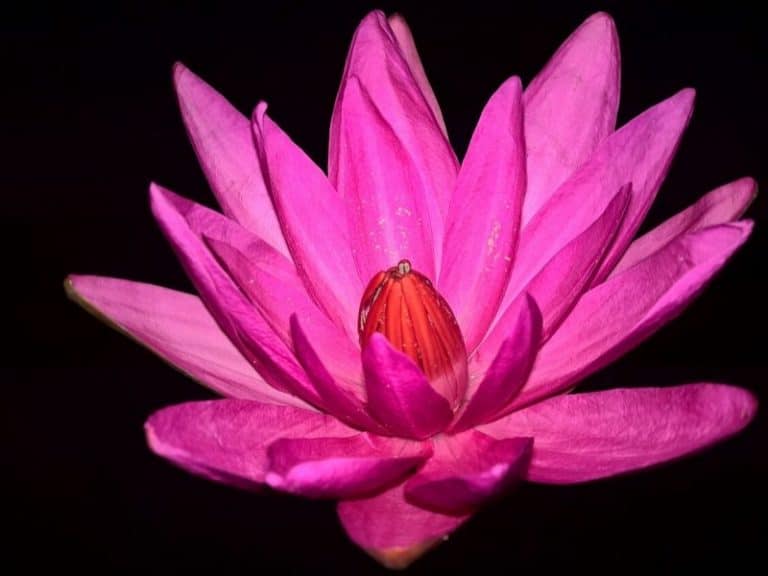 Water Lilies: Different Varieties and Flower Colors