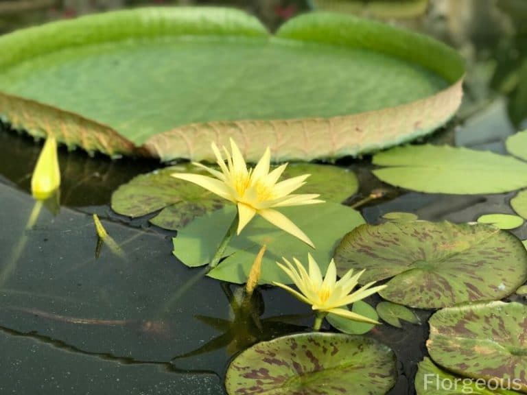 Water Lilies: Different Varieties and Flower Colors