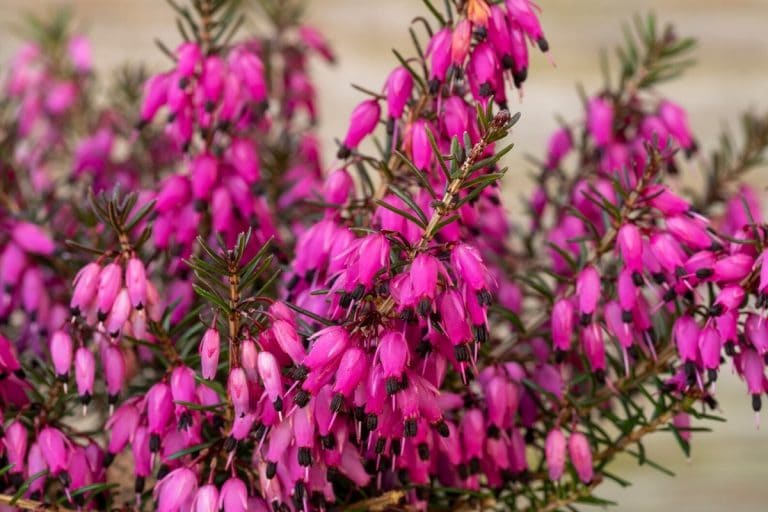 Heather and Heath Flowers: What Are the Different Types? | Florgeous