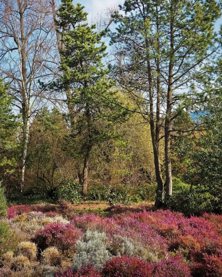 Heather and Heath Flowers: What Are the Different Types? | Florgeous